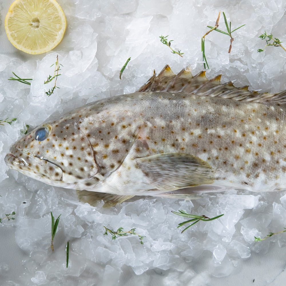 Premium Norwegian Salmon(300g) Portions – Fresh Harvest