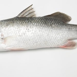 Barramundi Fillet (Modha) Skin On (1 Kg) – Fresh Harvest